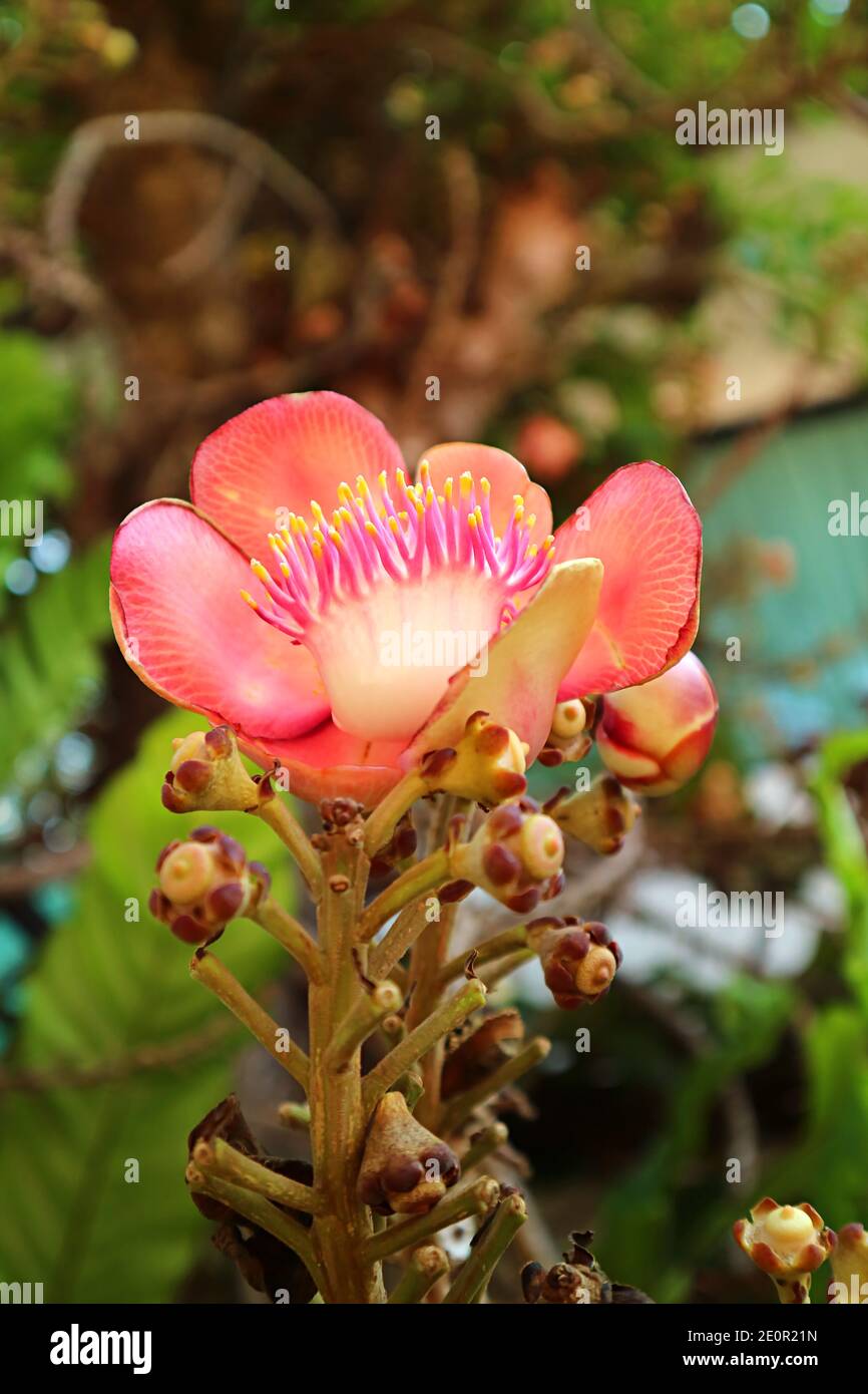 Closeup a Beautiful Blooming Sal Flower or Shorea Robusta on the Tree ...