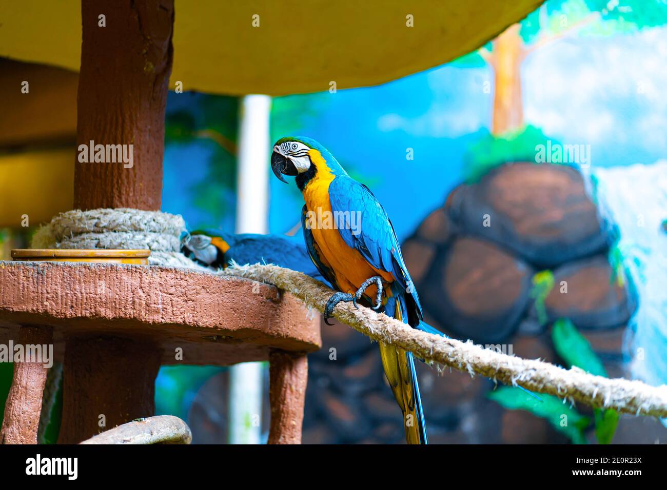 Blue yellow parrot macaw sitting on rope Stock Photo - Alamy