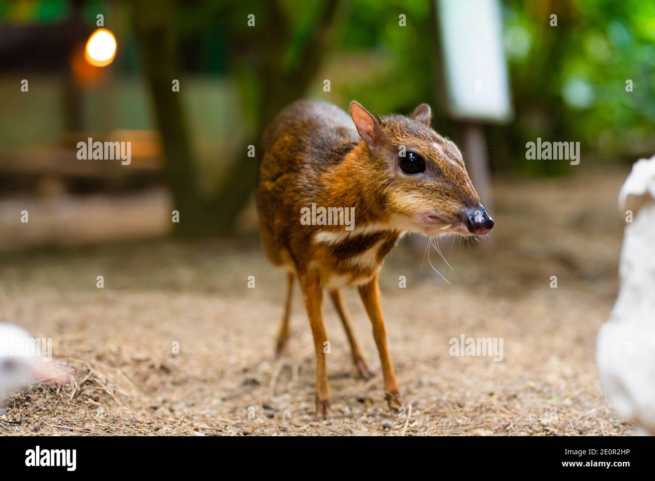 Baby Chevrotain