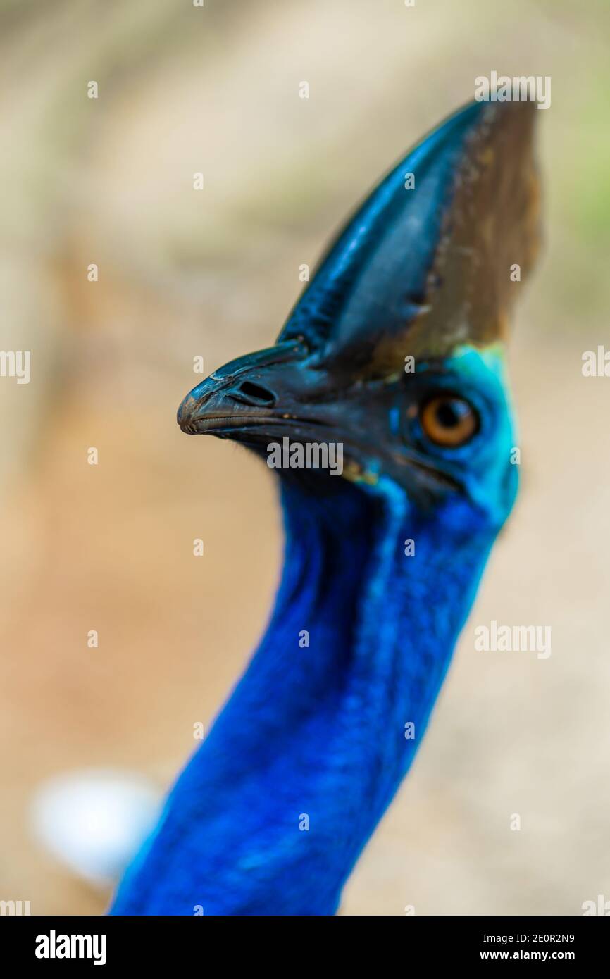 Cassowary close-up. Cassowary head. Big aggressive bird Stock Photo - Alamy