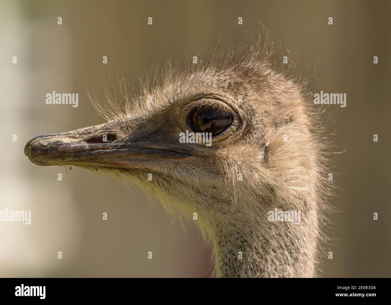 Big bird head hi-res stock photography and images - Alamy