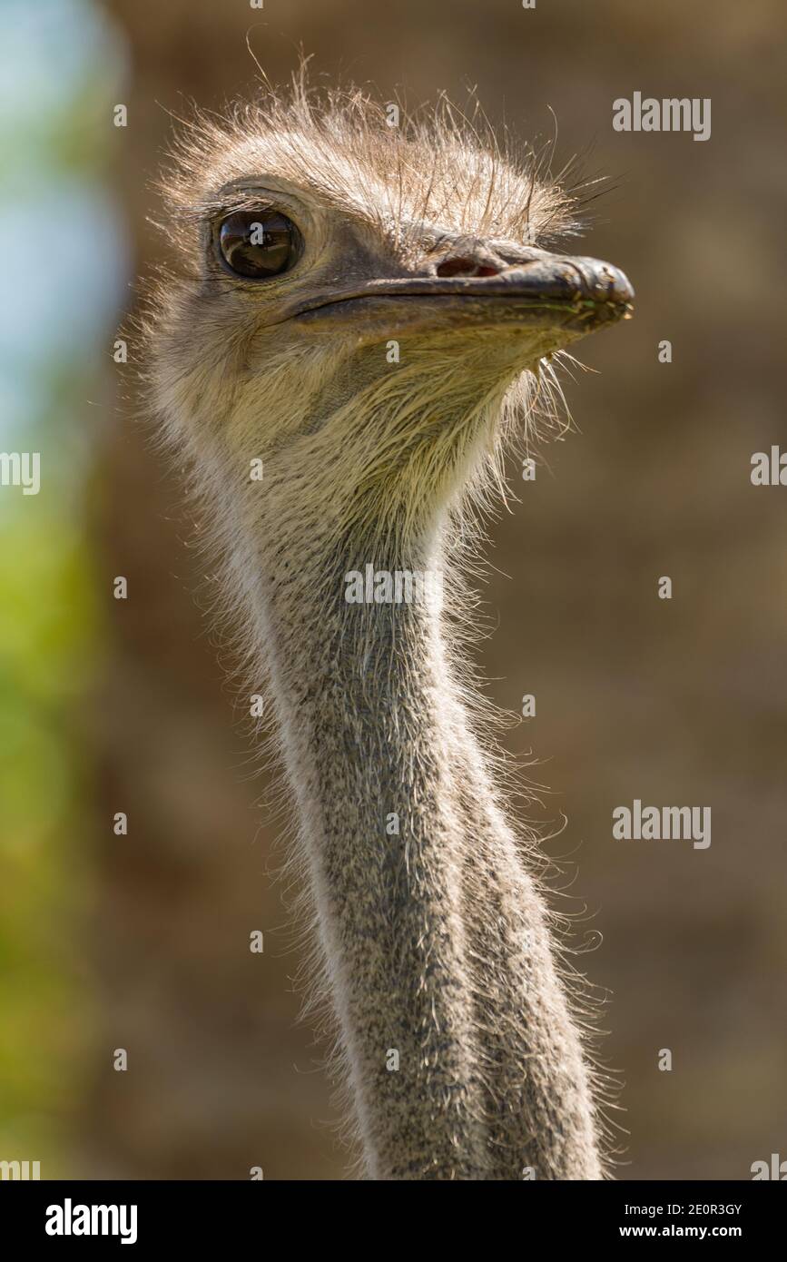 Ostrich head hi-res stock photography and images - Alamy