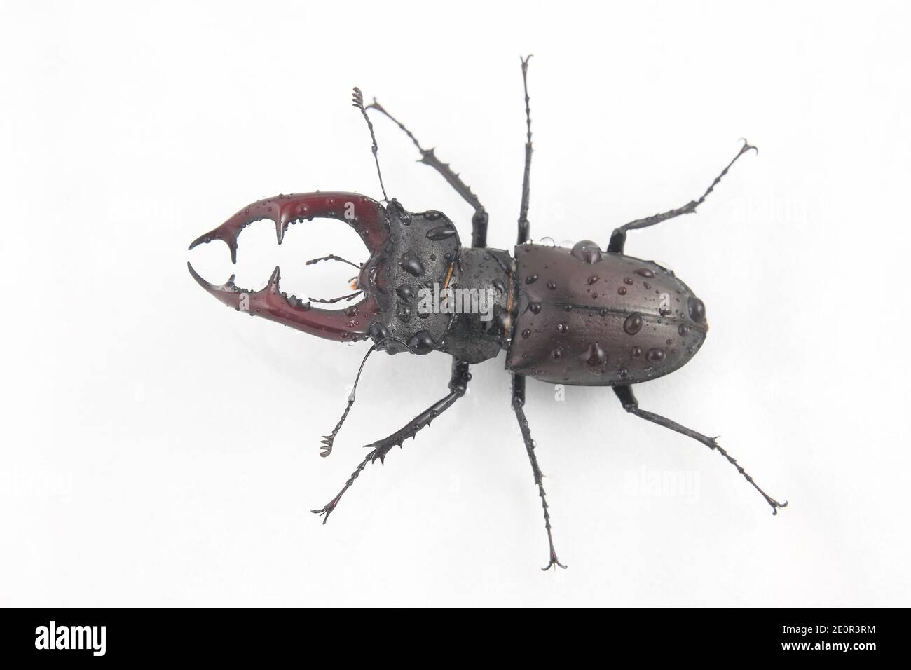 male insect beetle deer with antlers on white background Stock Photo ...