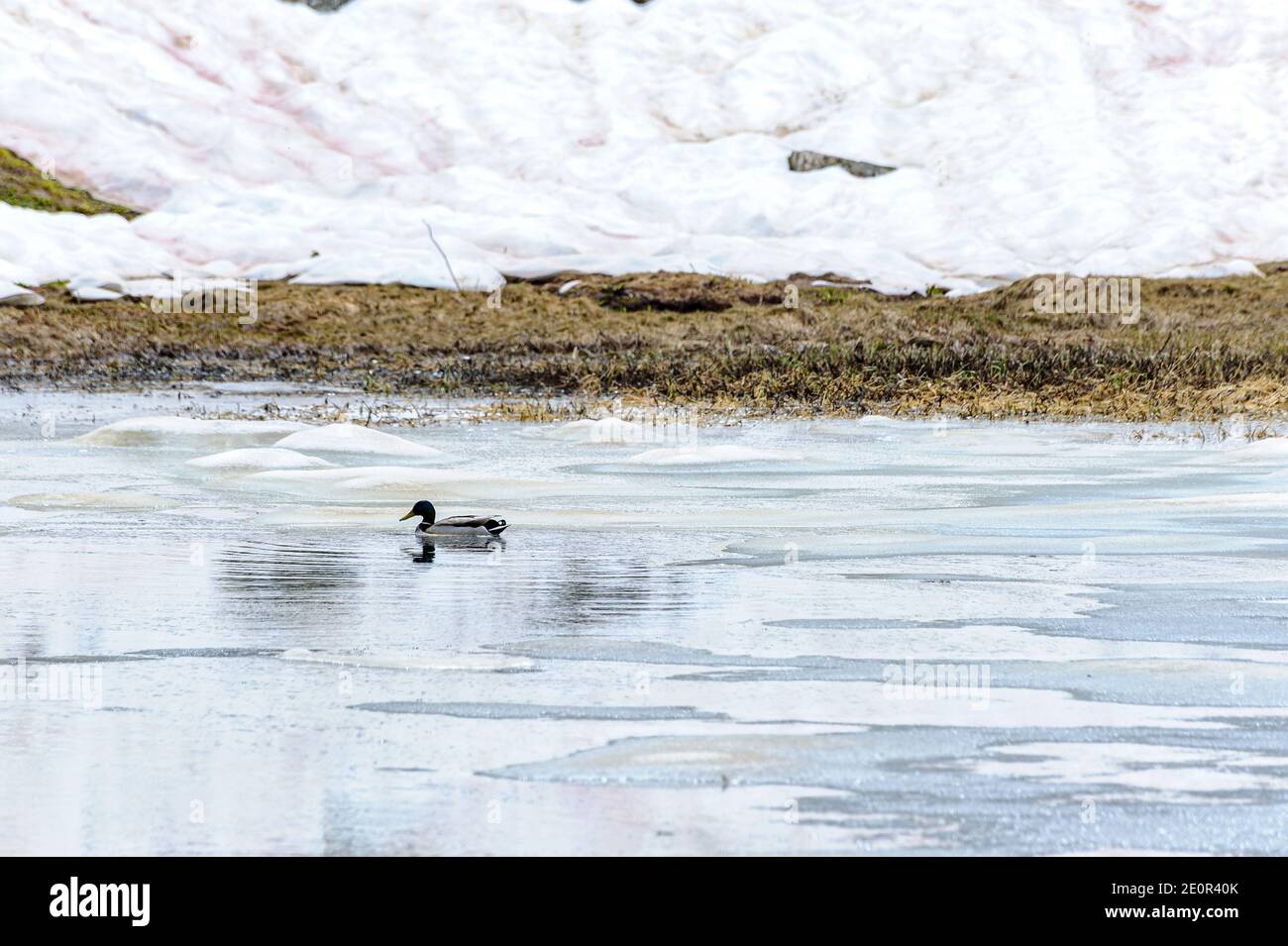High mountain lake still caught in the ice in June. A stray duck takes ...
