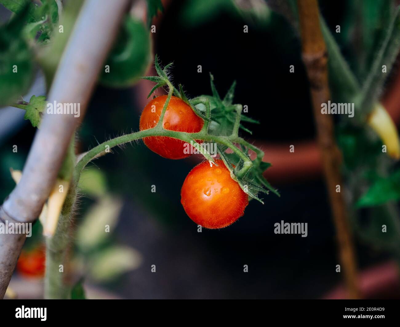 Close up of red and green cherry tomatoes (solanum lycopersicum ...