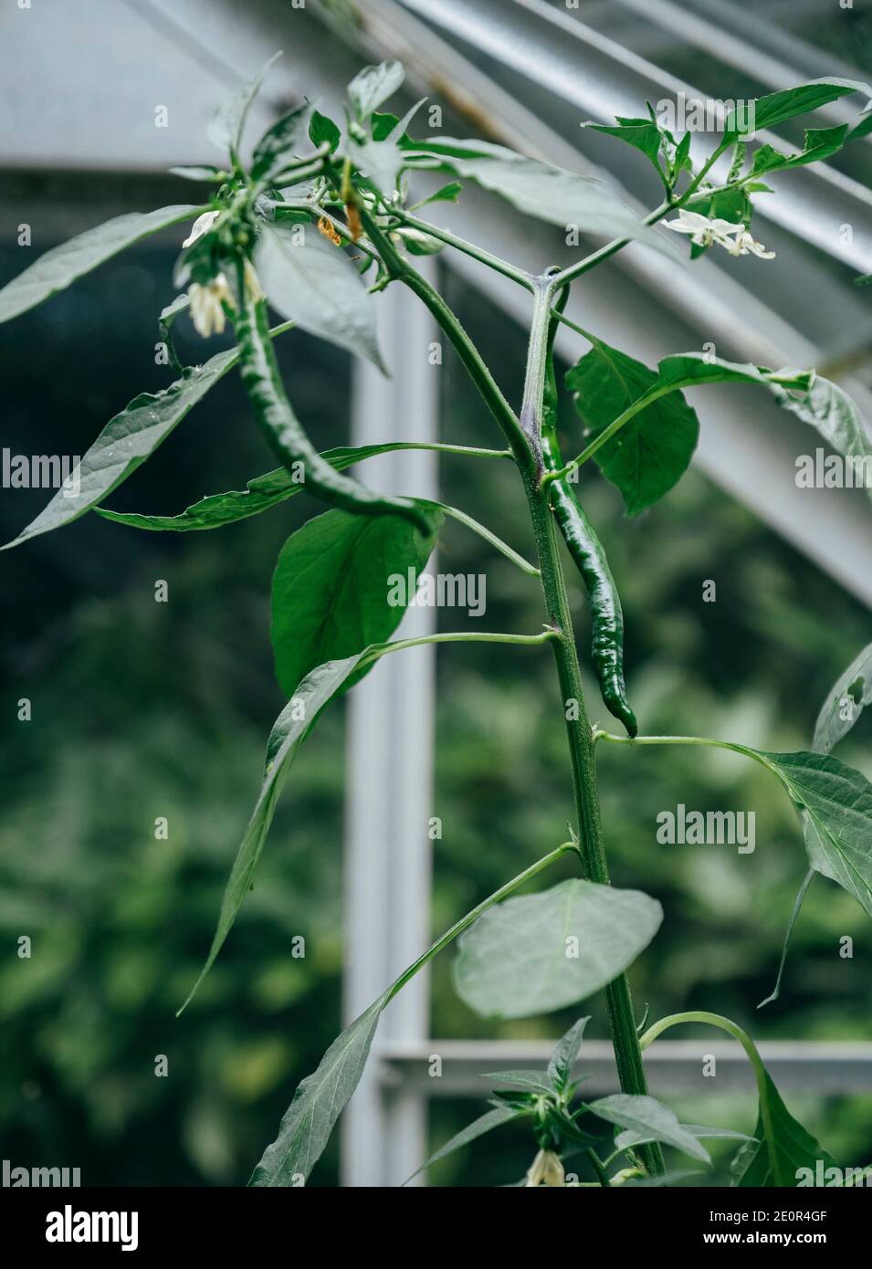 Close up of chilli plant in greenhouse with white flowers and bearing ...