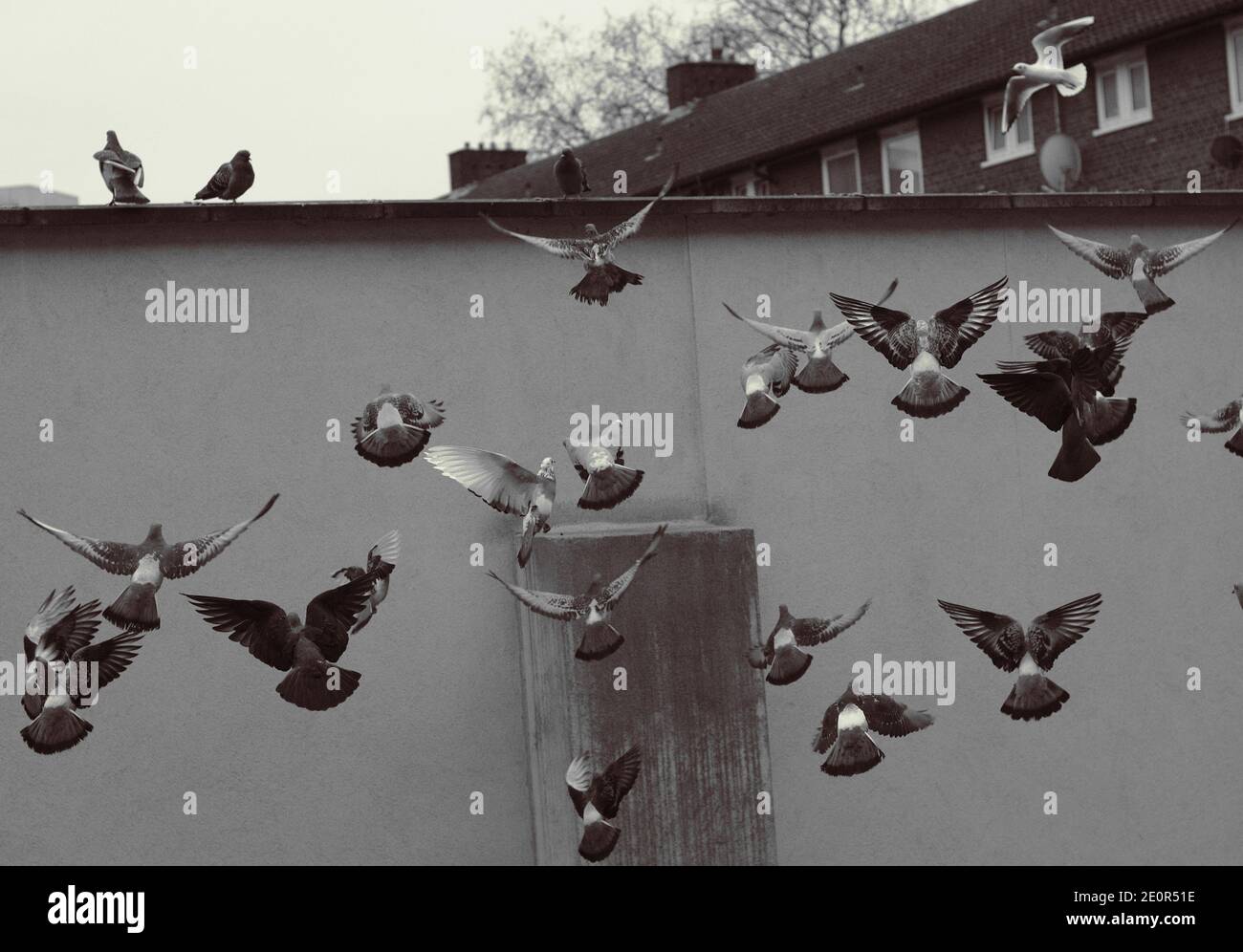 Pigeons against a wall Stock Photo - Alamy