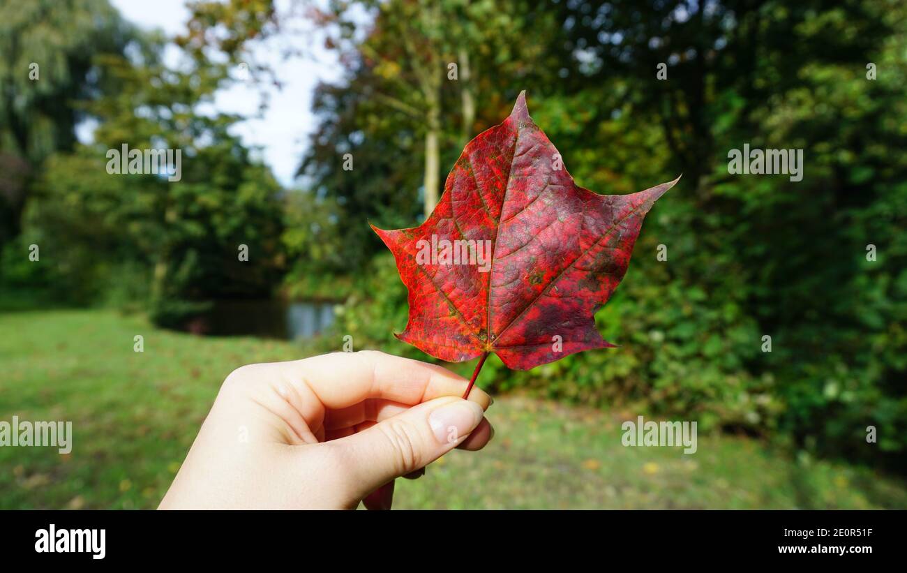 Maple wallpaper hi-res stock photography and images - Alamy