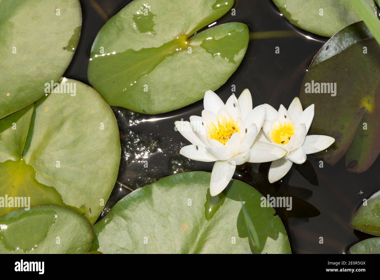 Leaves of nymphaea alba hi-res stock photography and images - Alamy