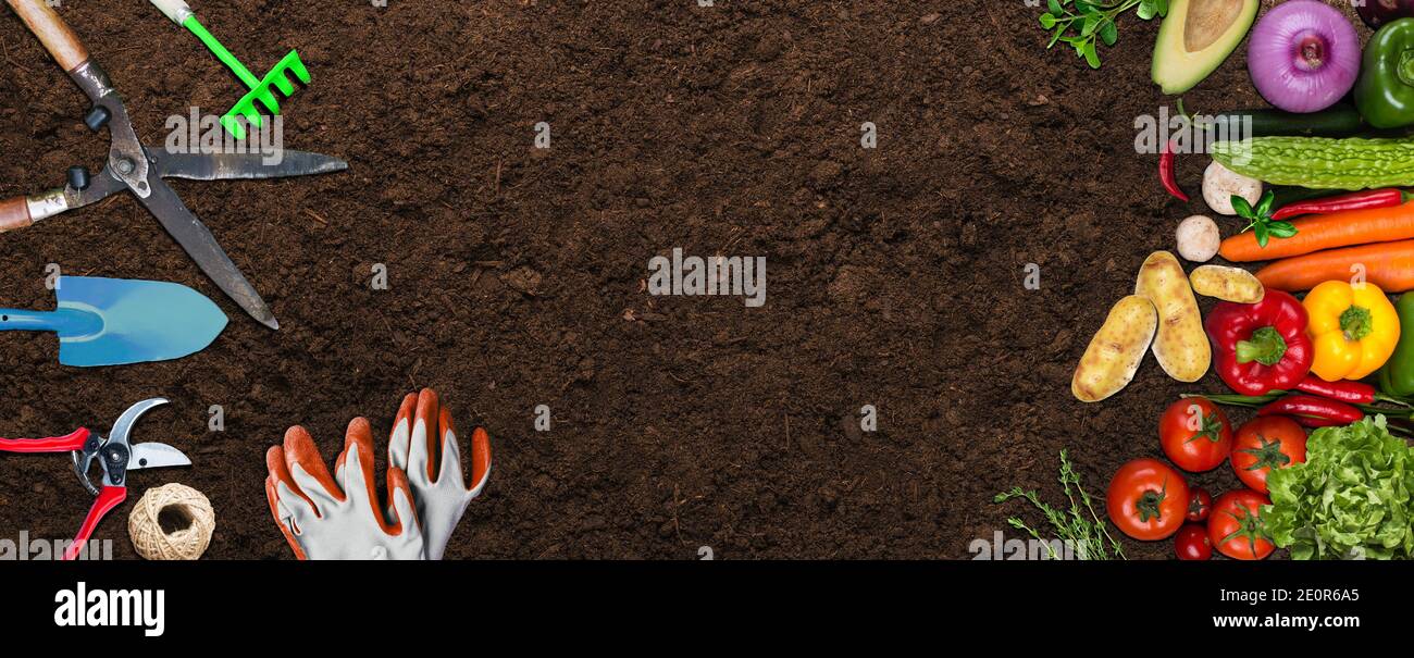 Organic farming garden, with vegetable gardening tools on brown ground ...