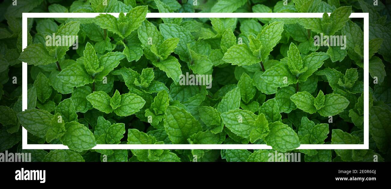 Fresh mint leaves with white rectangular frame, flat lay, for ...