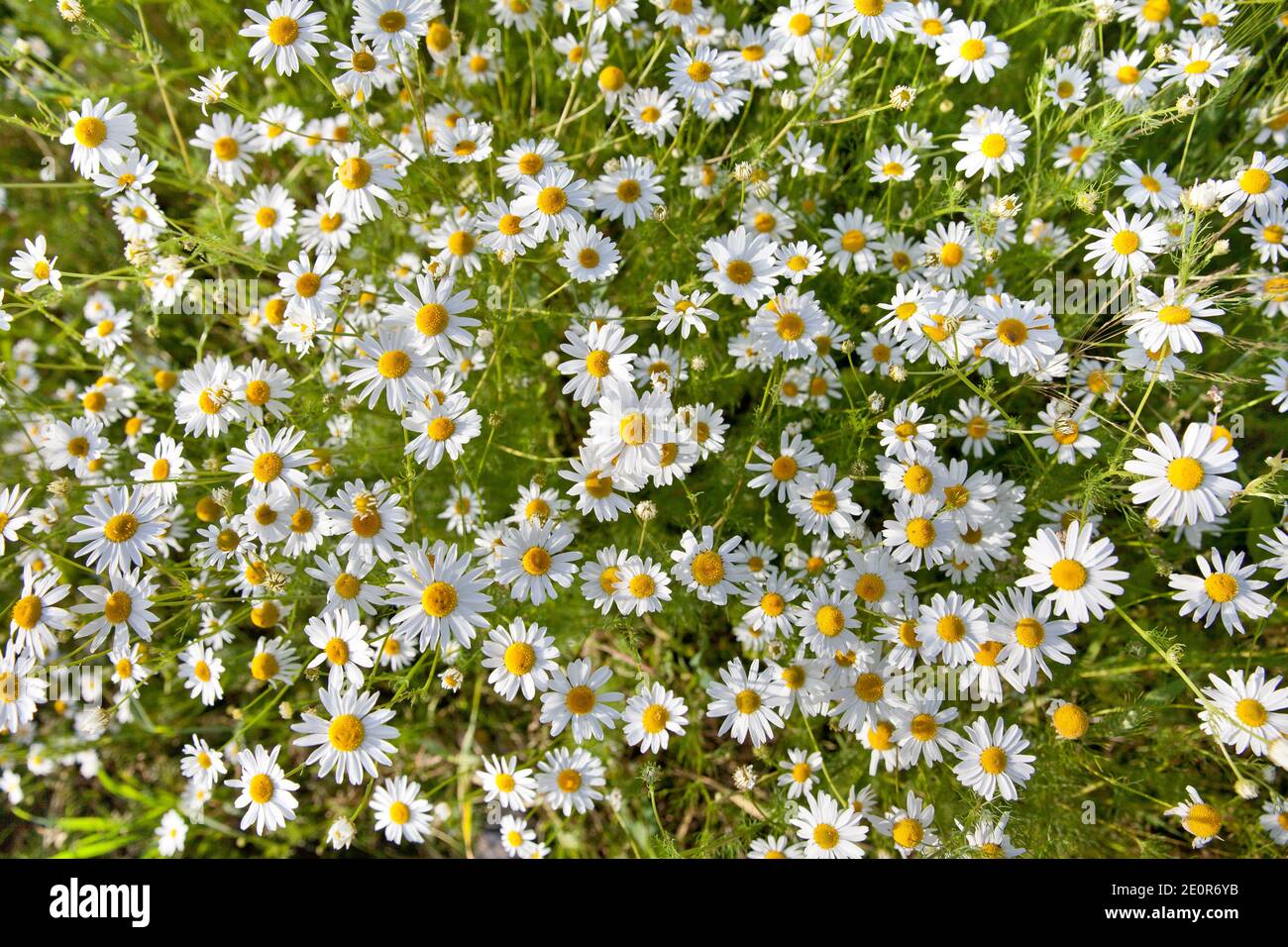 A lot of field daisies, top view. Wild Daisy flowers in summer Stock ...