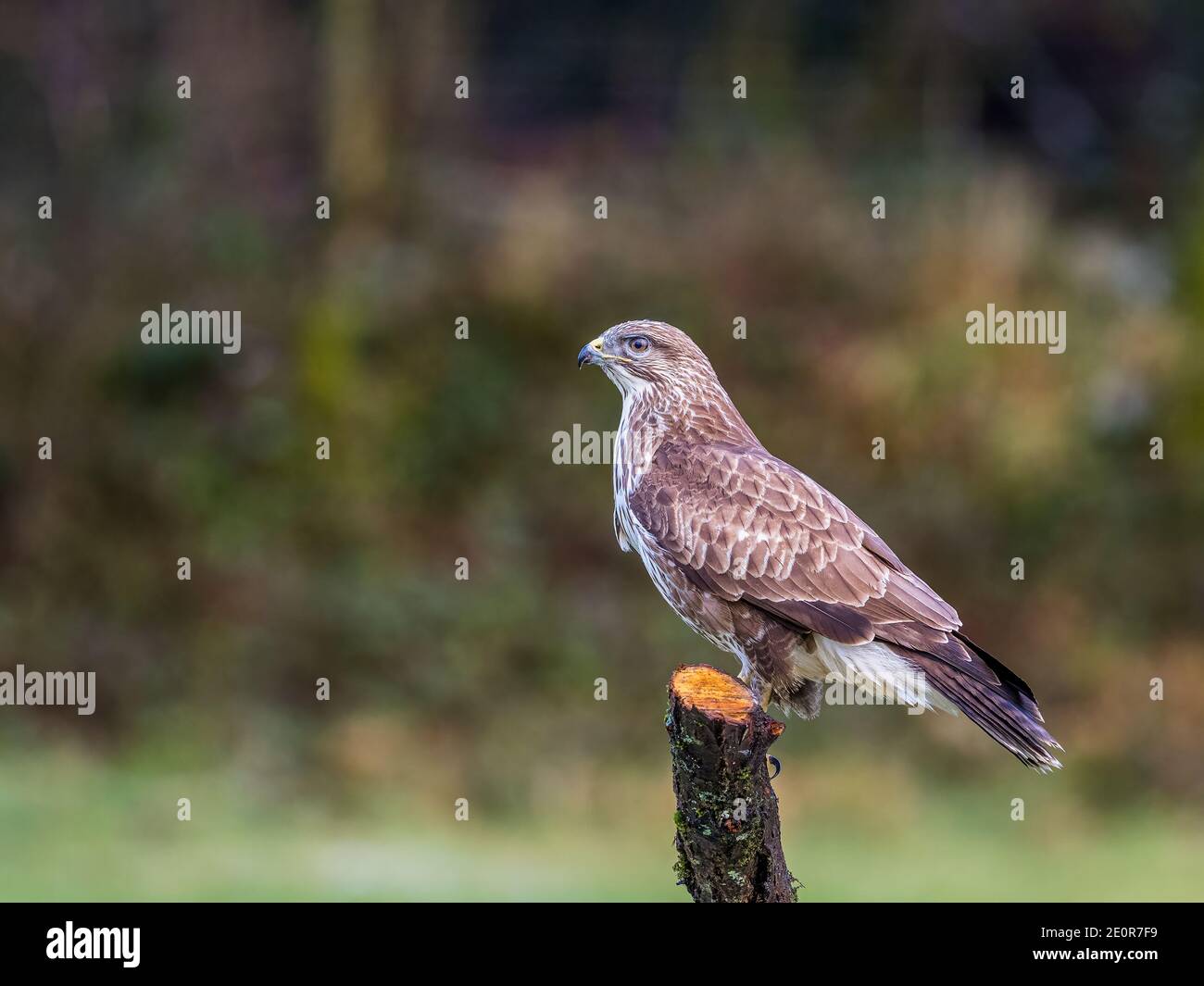 Common buzzard in mid Wales Stock Photo - Alamy