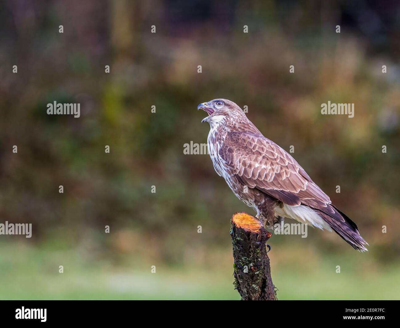 Common buzzard in mid Wales Stock Photo - Alamy