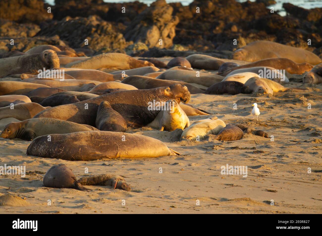Northern elephant seal (Mirounga angustirostris). Also known as sea ...