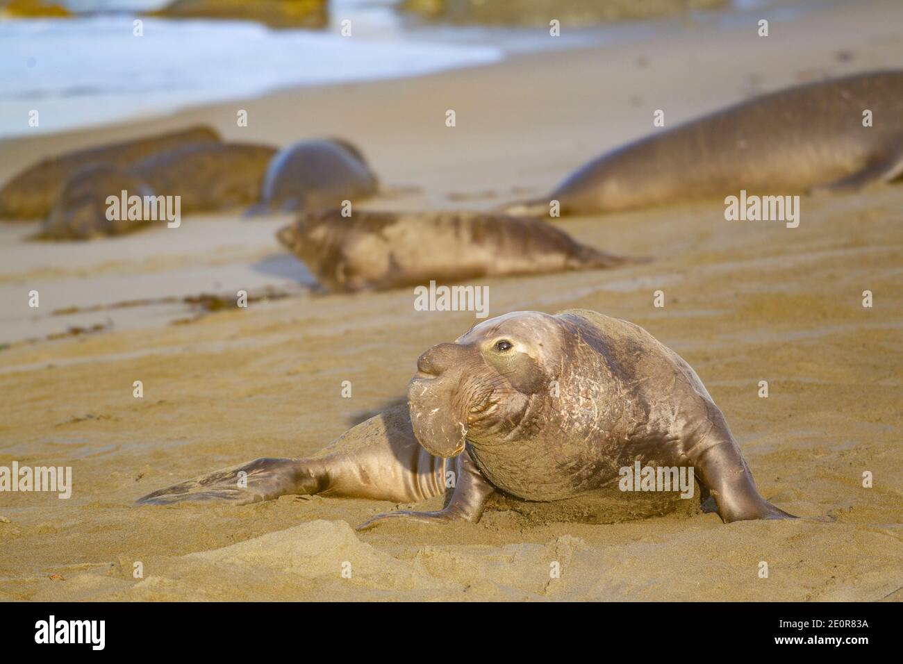 Northern elephant seal (Mirounga angustirostris). Also known as sea ...