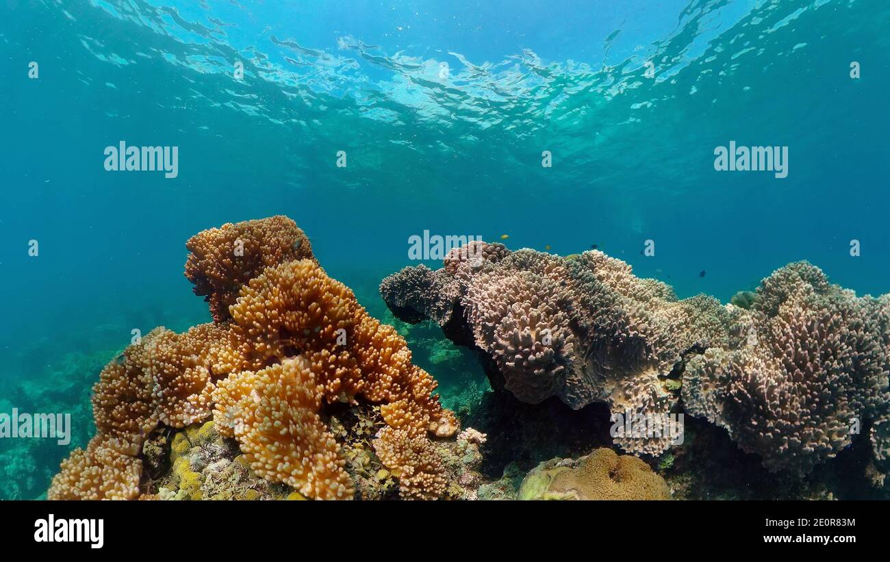Tropical colourful underwater seascape.The underwater world with ...