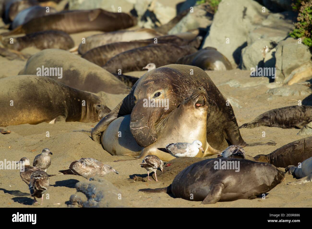 Northern elephant seal (Mirounga angustirostris). Also known as sea ...