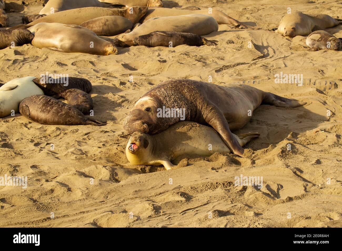 Northern elephant seal (Mirounga angustirostris). Also known as sea ...