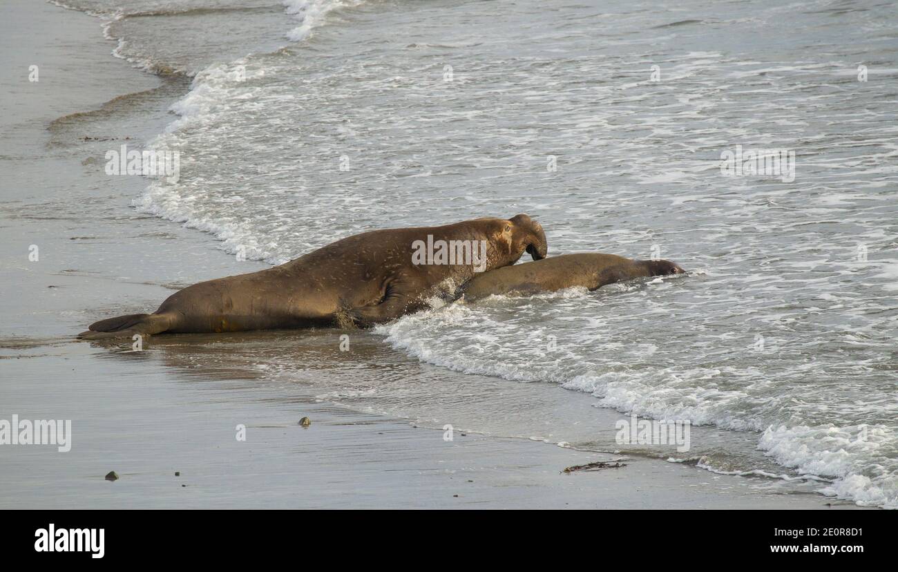 Northern elephant seal (Mirounga angustirostris). Also known as sea ...
