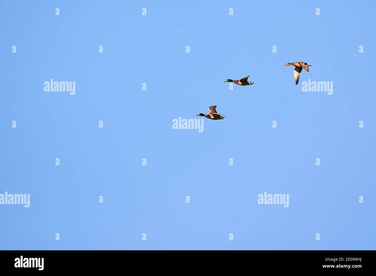 Mallard geese in flight ( Anas platyrhynchos Stock Photo - Alamy