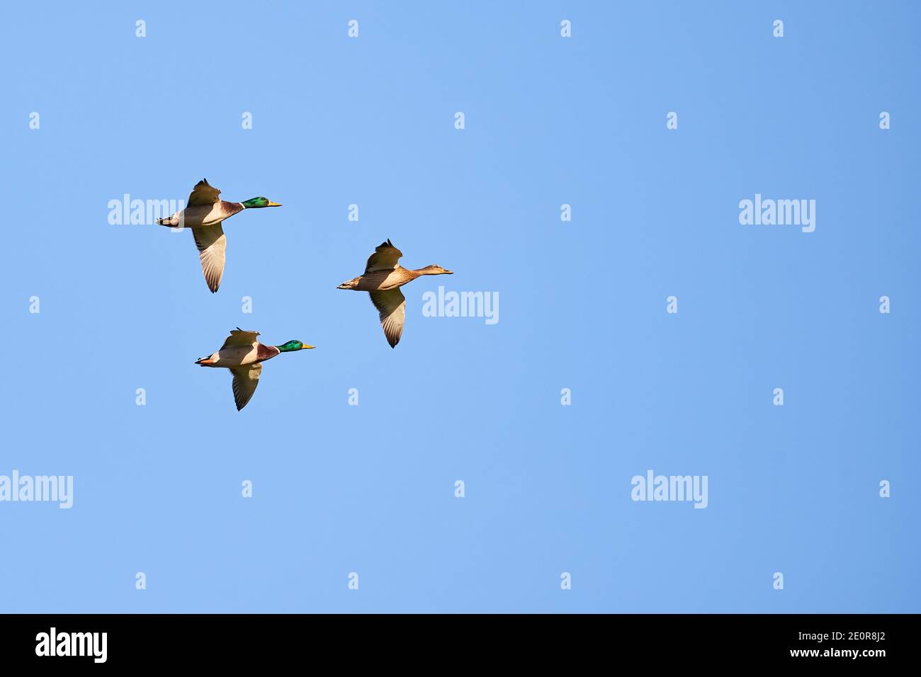 Mallard geese in flight ( Anas platyrhynchos Stock Photo - Alamy