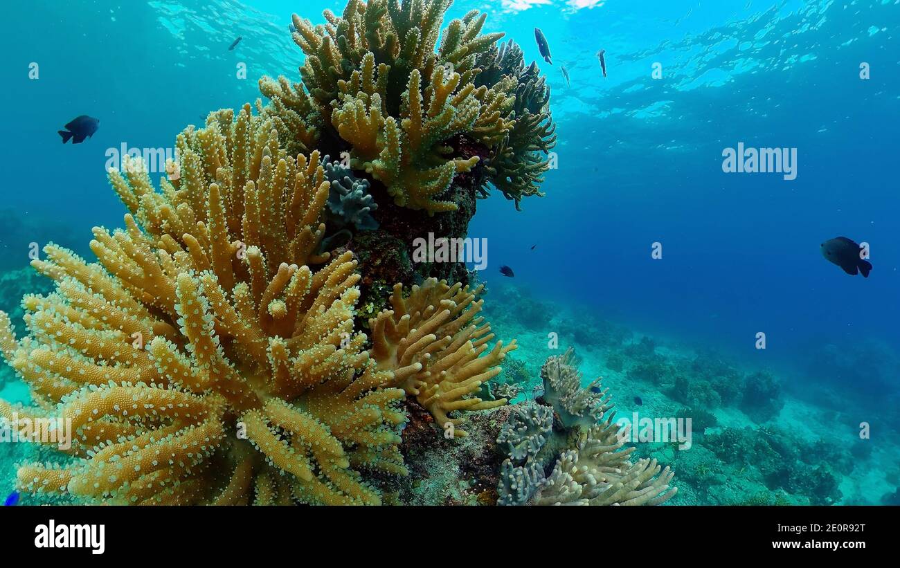 Tropical colourful underwater seascape. Tropical fishes and coral reef ...