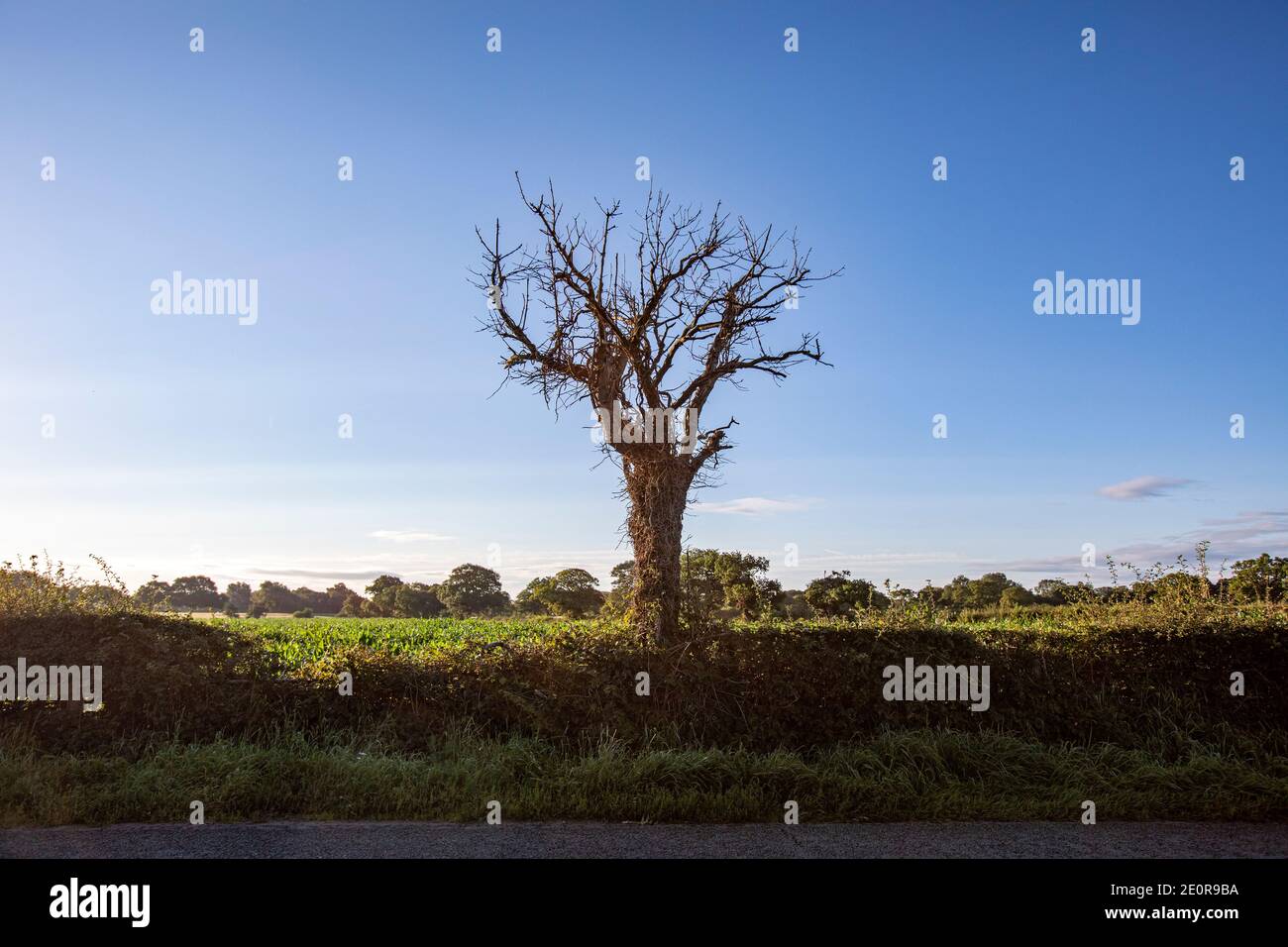 Dead tree at blue sky hi-res stock photography and images - Alamy
