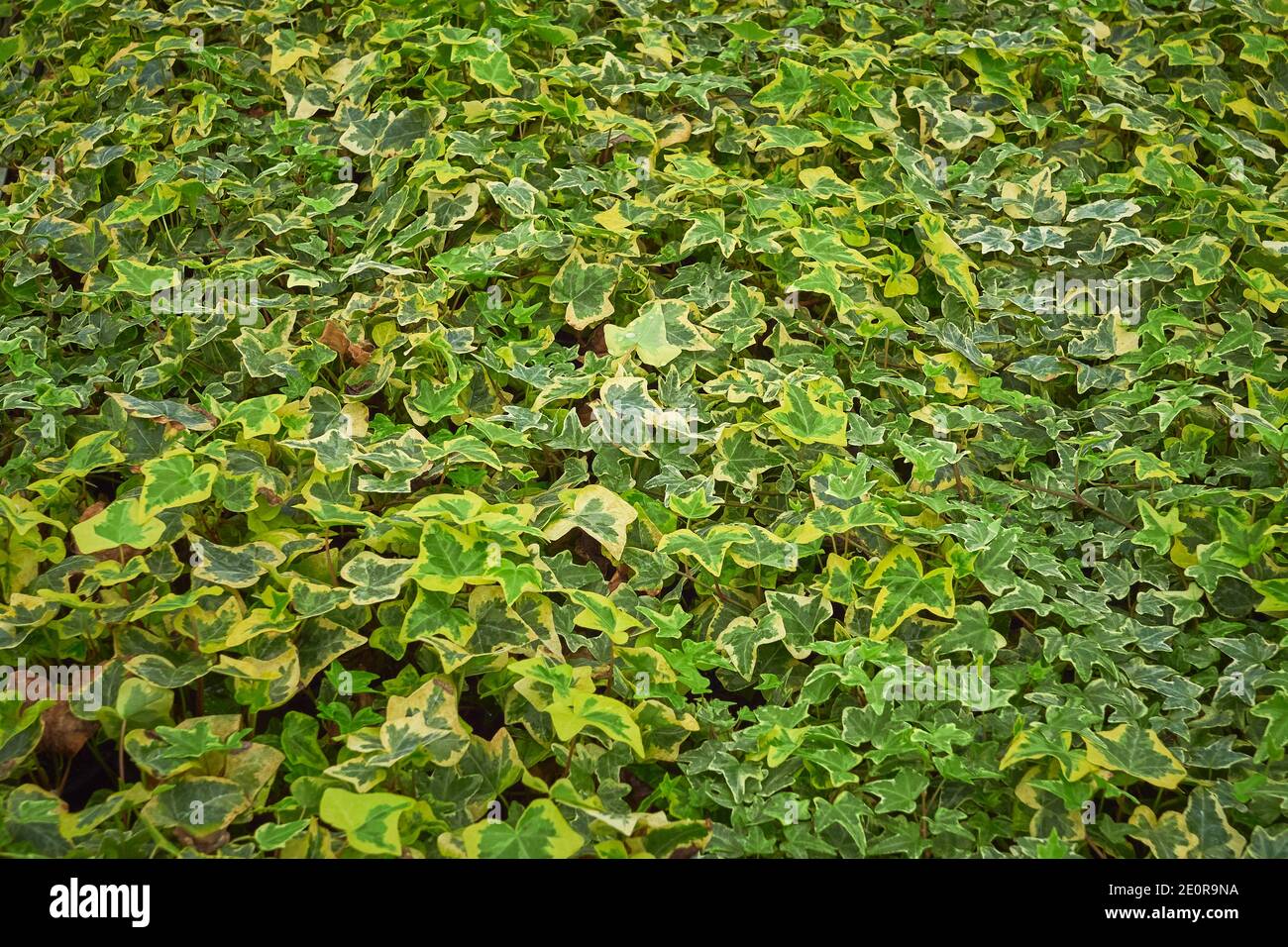 Common ivy leaves ,Hedera helix, yellow leaves Stock Photo - Alamy
