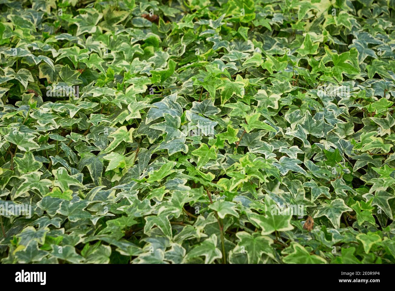 Common ivy leaves ,Hedera helix Stock Photo - Alamy