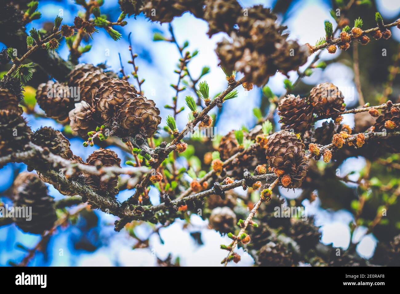 Twigs of larch coniferous tree with old sones and small new ones ...