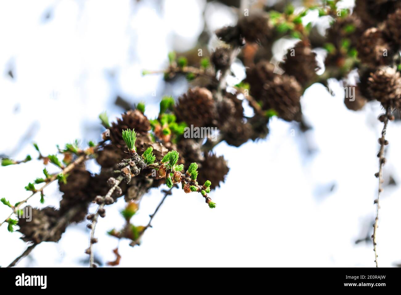Old conifer mature tree hi-res stock photography and images - Alamy