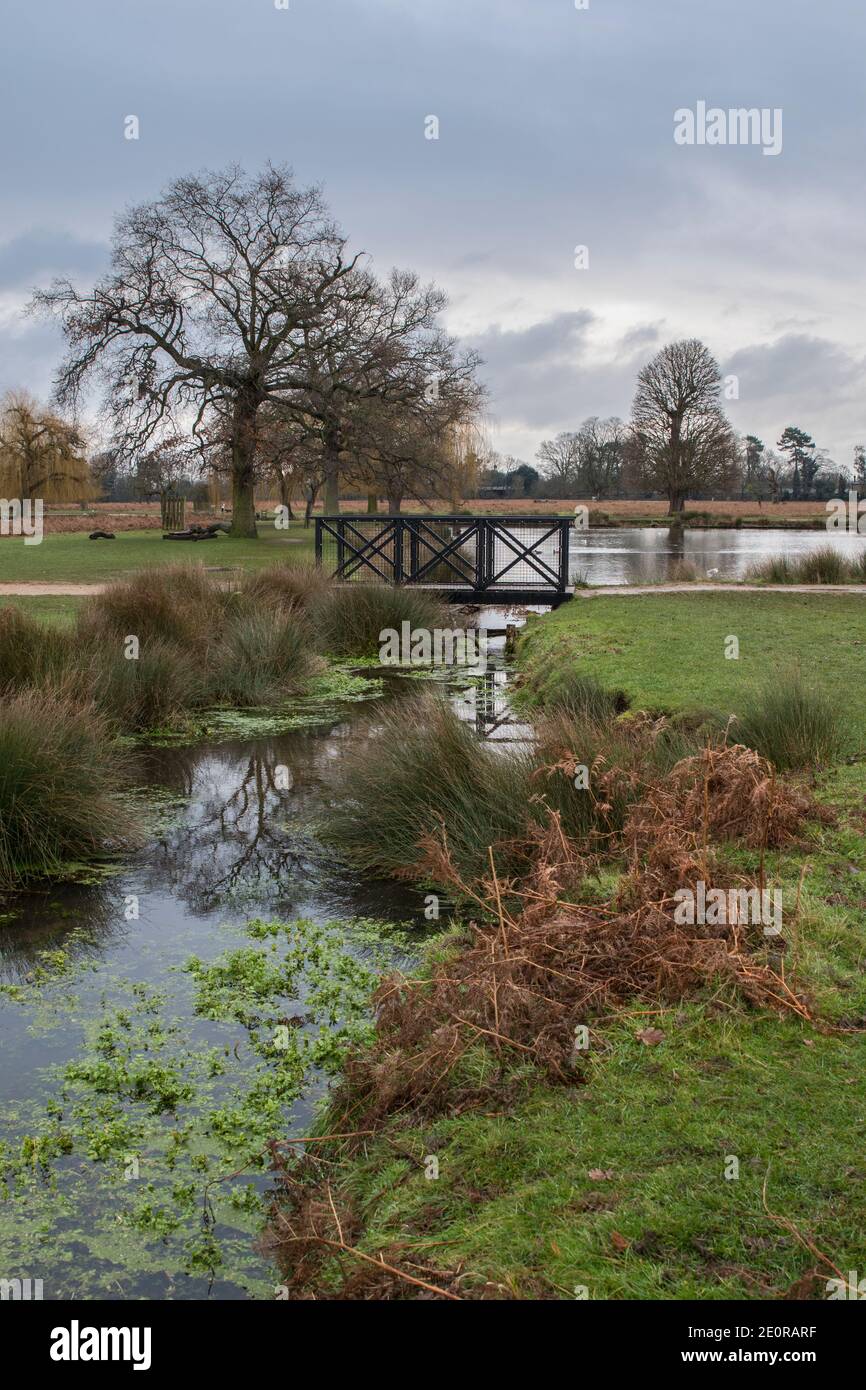 Small stream at Bushy Park leading to large pond Stock Photo - Alamy