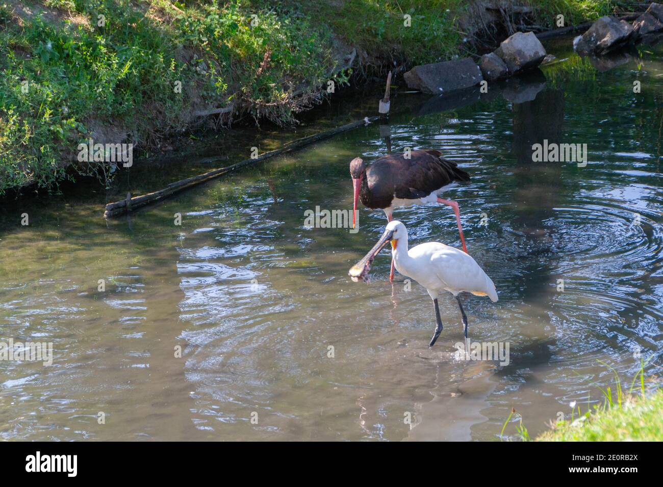 Black stork and Eurasian spoonbill are playing in the water - image ...