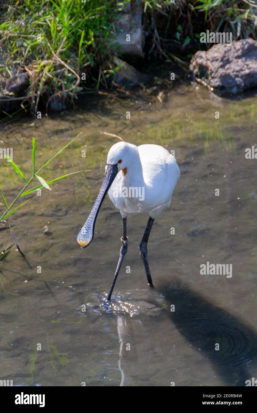 Eurasian spoon bill in plumage hi-res stock photography and images - Alamy