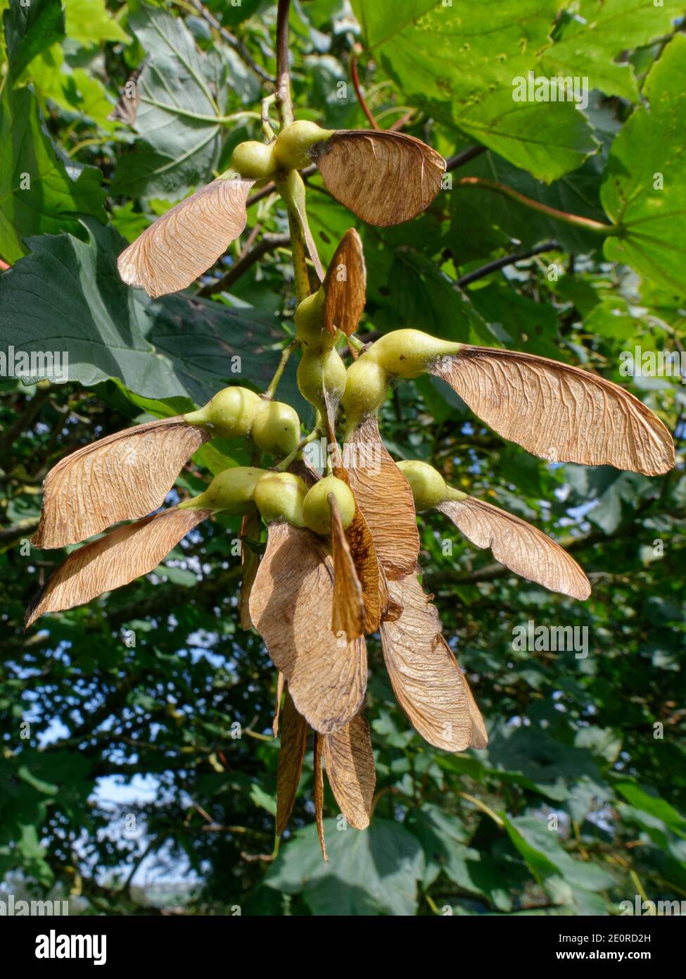 Sycamore (Acer pseudoplatanes) winged seeds maturing, Wiltshire, UK ...