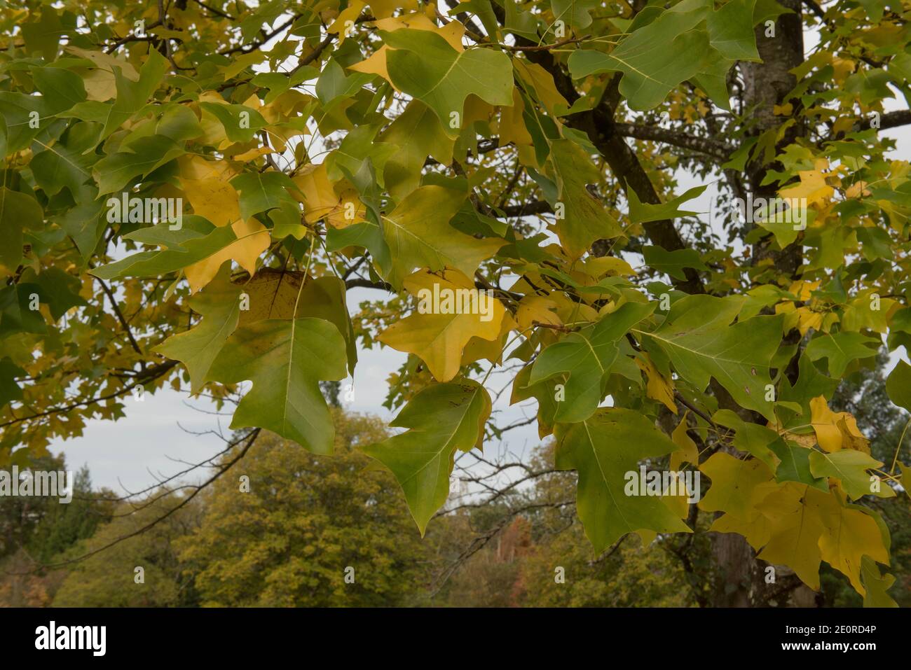 Autumn Yellow and Green Leaves on a Chinese Tulip Tree (Liriodendron ...