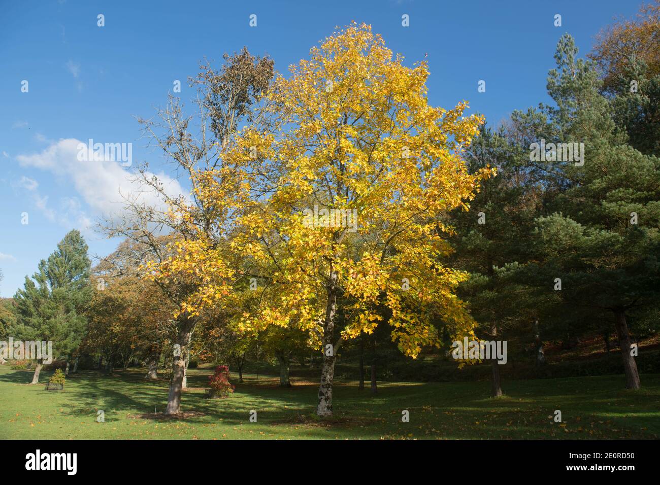 Bright Yellow Autumn Leaves on a Chinese Tulip Tree (Liriodendron ...