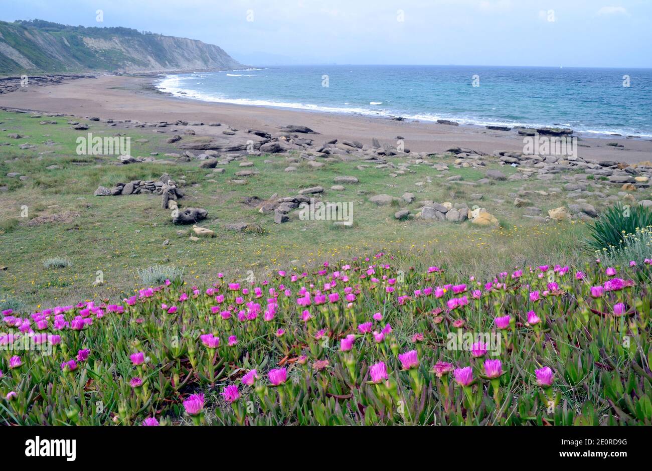 Carpobrotus edulis, invasive plant native to South Africa invading the ...