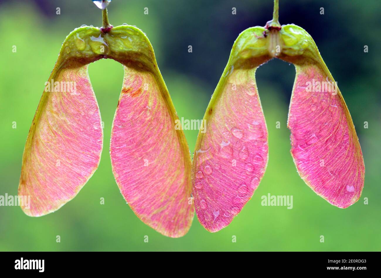 Maple fruits (Acer sp Stock Photo - Alamy