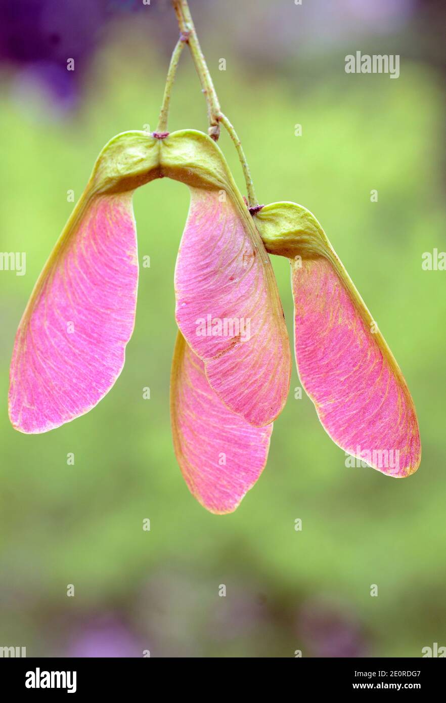Acer sp hi-res stock photography and images - Alamy