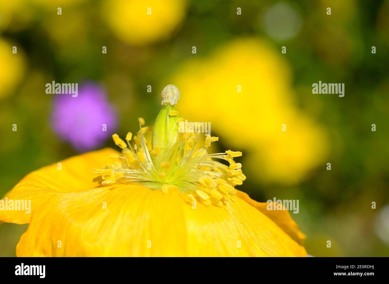 Wildflowers: Welsh Poppy, Meconopsis cambrica Stock Photo - Alamy