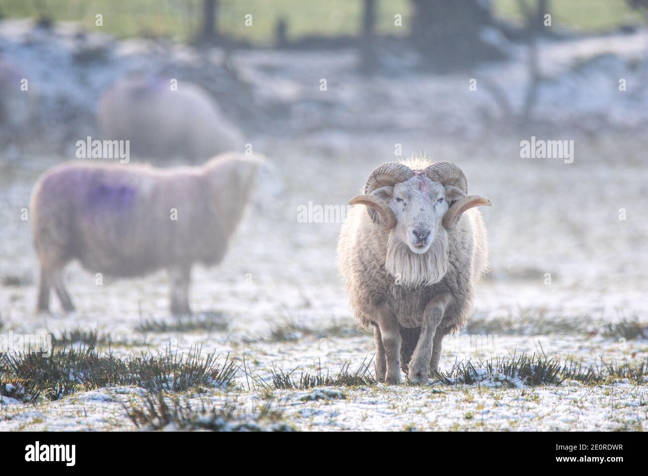 Welsh mountain sheep ram hi-res stock photography and images - Alamy