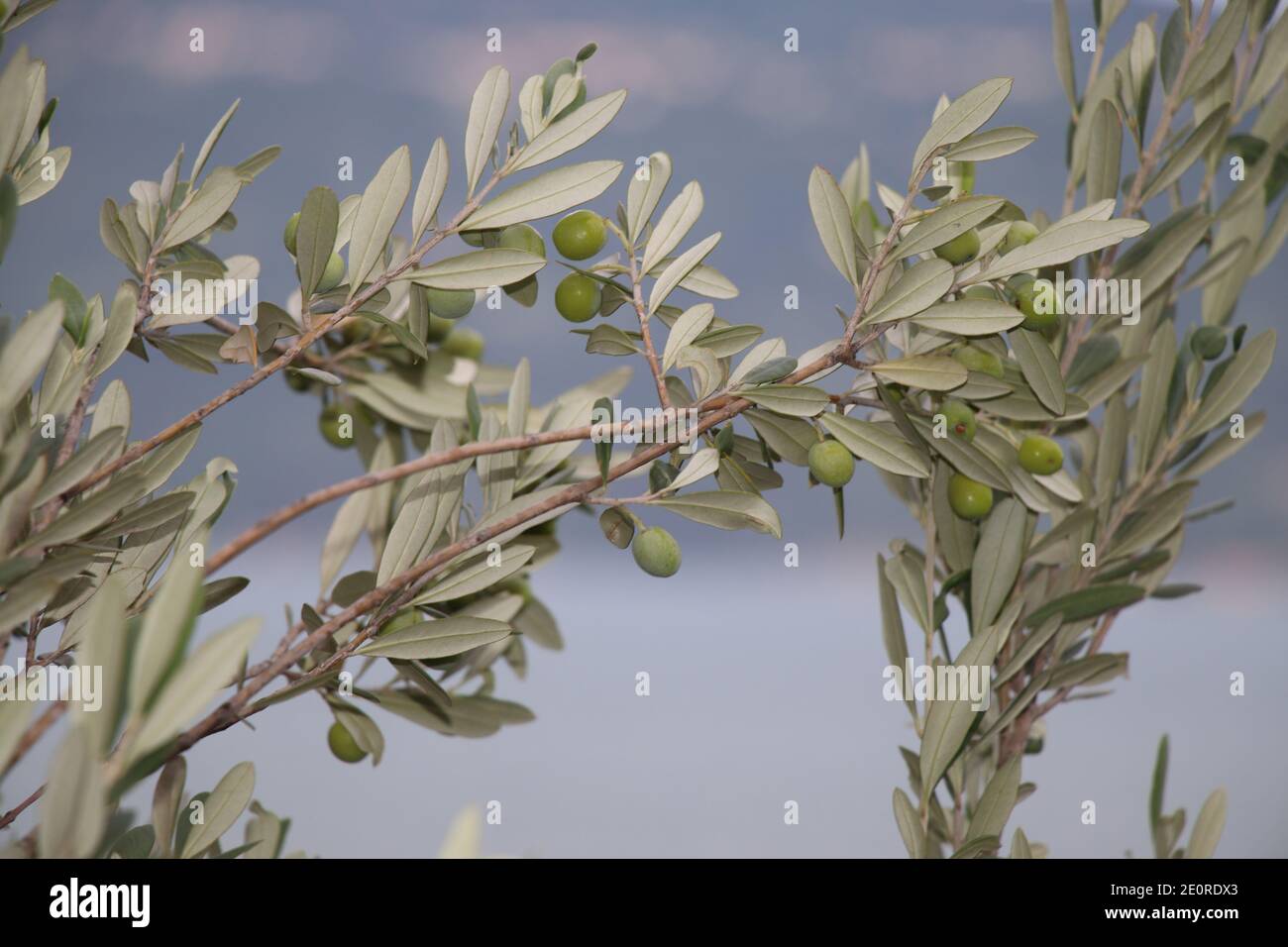 olive tree branch on lake Garda in northern Italy Stock Photo - Alamy