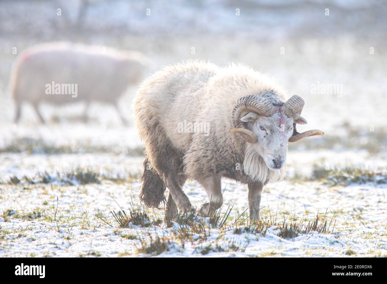 Improved welsh mountain ram walking amongst a field of ewes during ...