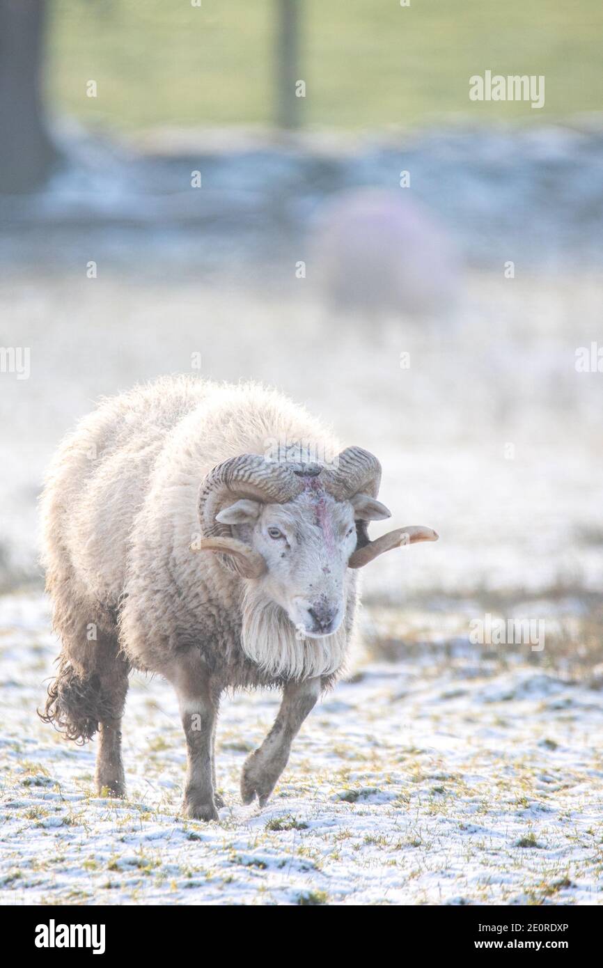 Improved welsh mountain ram walking amongst a field of ewes during ...