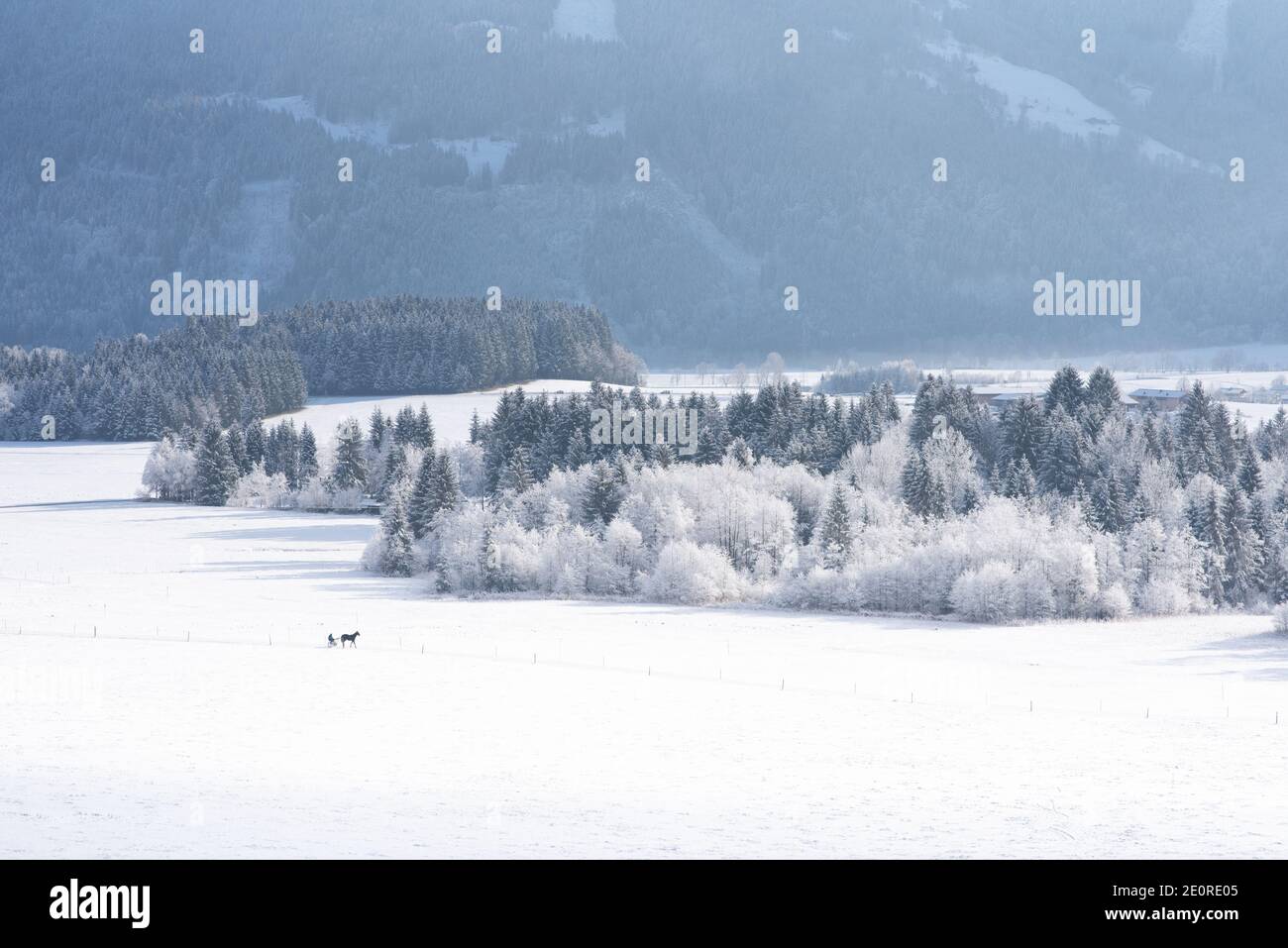 Pinzgau horse hi-res stock photography and images - Alamy
