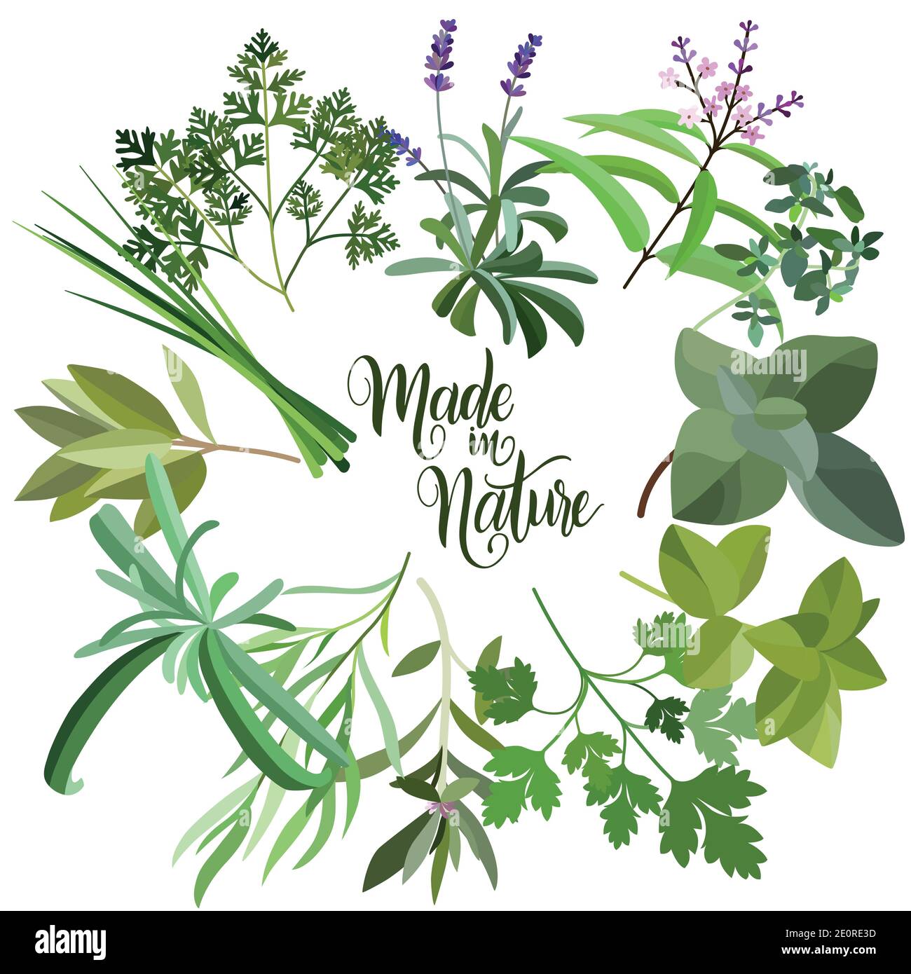 Frame with fresh herbs and spices. Banner with leaf and grass. Floral ...