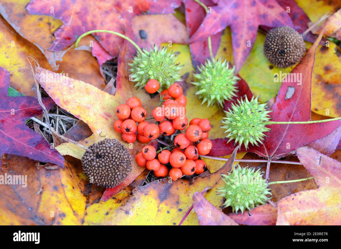 Still life formed by autumnal leaves and fruits of the Sorbus aucuparia ...