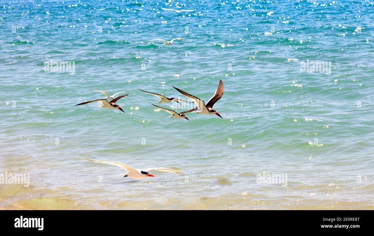 Flock of skimmers (Rynchops niger) fly over water, Sanibel Island ...